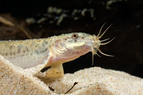 Misgurnus anguillicaudatus – Oriental Weather Loach — Seriously Fish
