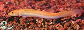 Misgurnus anguillicaudatus – Oriental Weather Loach — Seriously Fish