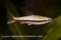 Nannostomus beckfordi – Golden Pencilfish (Nannostomus anomalus ...