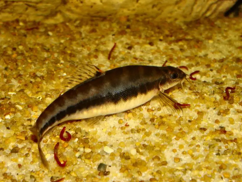 Nemacheilus masyae – Arrow Loach (Nemacheilus masyai) — Seriously Fish