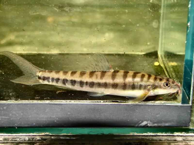 Nemacheilus masyae – Arrow Loach (Nemacheilus masyai) — Seriously Fish