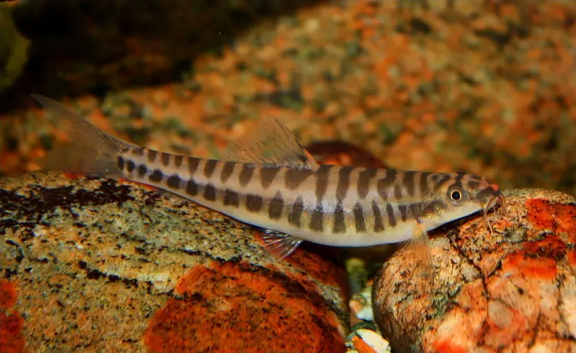 Nemacheilus masyae – Arrow Loach (Nemacheilus masyai) — Seriously Fish