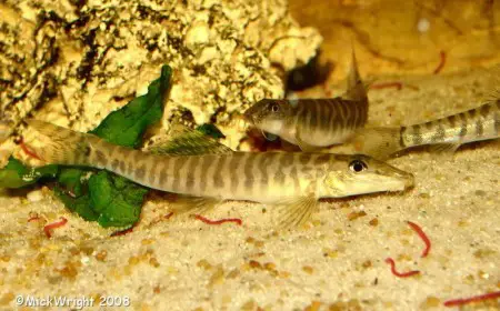 Nemachilichthys rueppelli (Nemacheilus shimogensis, Nemacheilus ...