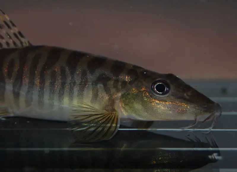 Nemachilichthys rueppelli (Nemacheilus shimogensis, Nemacheilus ...