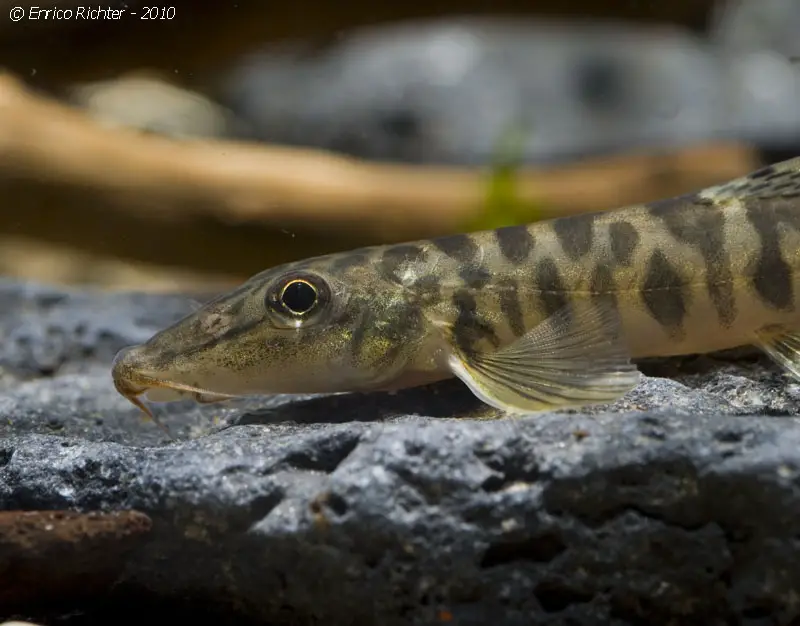 Nemachilichthys rueppelli (Nemacheilus shimogensis, Nemacheilus ...