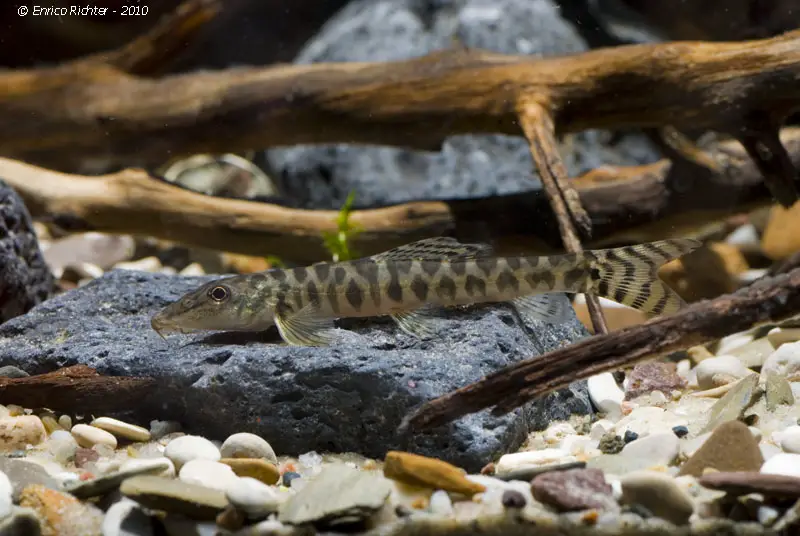 Nemachilichthys rueppelli (Nemacheilus shimogensis, Nemacheilus ...