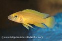 Neolamprologus leleupi (Lemon Cichlid) — Seriously Fish