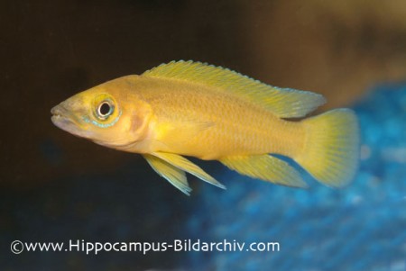 Neolamprologus leleupi (Lemon Cichlid) — Seriously Fish
