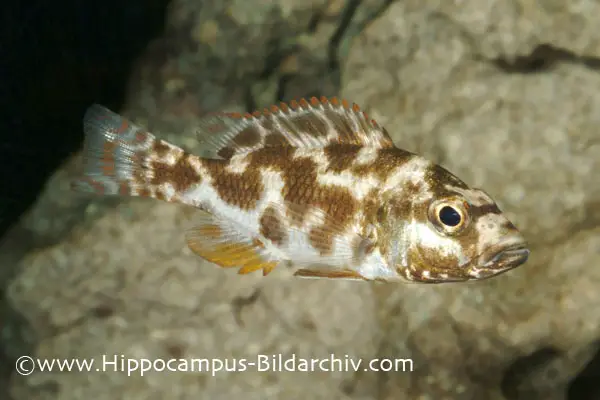 Nimbochromis livingstonii — Seriously Fish