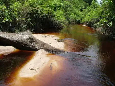 Desmopuntius rhomboocellatus – Snakeskin Barb (Systomus rhomboocellatus ...