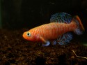 Nothobranchius rachovii (Bluefin Nothobranch) — Seriously Fish