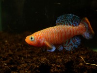 Nothobranchius rachovii (Bluefin Nothobranch) — Seriously Fish