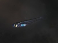 Oryzias wolasi – Wolasi Ricefish (Oryzias Kendari, Oryzias Sulawesi ...