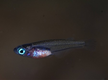 Oryzias wolasi – Wolasi Ricefish (Oryzias Kendari, Oryzias Sulawesi ...