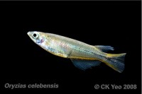 Oryzias celebensis – Celebes Ricefish (Haplochilus celebensis ...