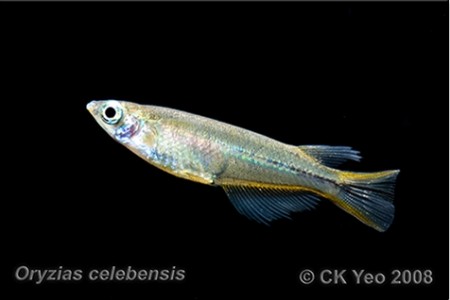 Oryzias celebensis – Celebes Ricefish (Haplochilus celebensis ...