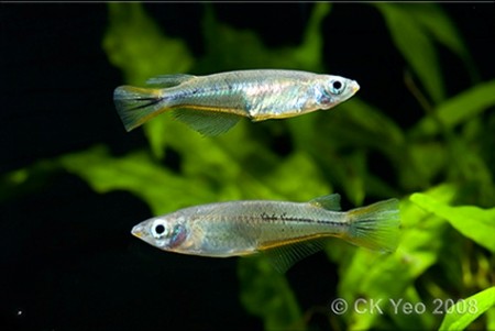 Oryzias celebensis – Celebes Ricefish (Haplochilus celebensis ...