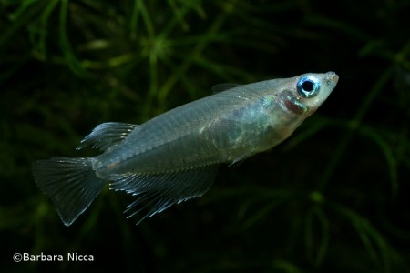 Oryzias dancena – Indian Ricefish (Cyprinus dancena, Aplocheilus ...