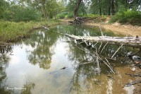 Oryzias javanicus – Javanese Ricefish (Aplocheilus javanicus ...