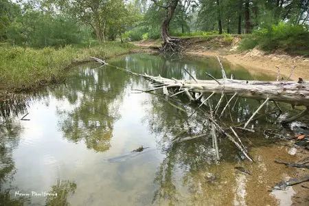 Oryzias javanicus – Javanese Ricefish (Aplocheilus javanicus ...