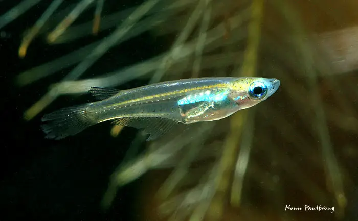 Oryzias minutillus – Dwarf Medaka — Seriously Fish