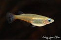 Oryzias woworae – Daisy’s Ricefish — Seriously Fish