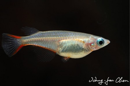 Oryzias woworae – Daisy’s Ricefish — Seriously Fish