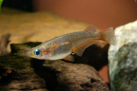 Oryzias woworae – Daisy’s Ricefish — Seriously Fish