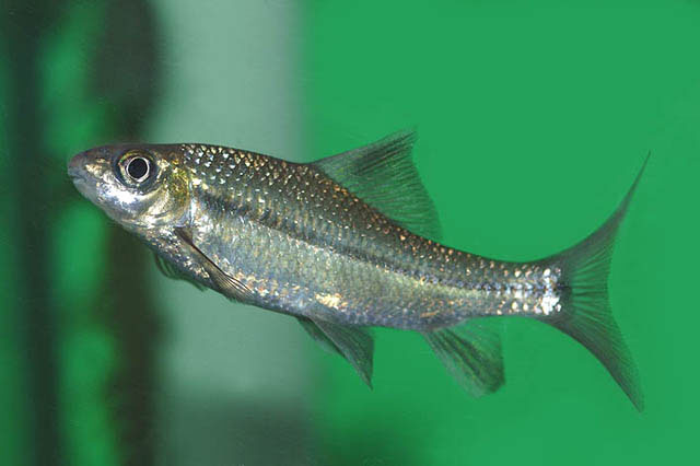 Osteochilus nashii — Seriously Fish