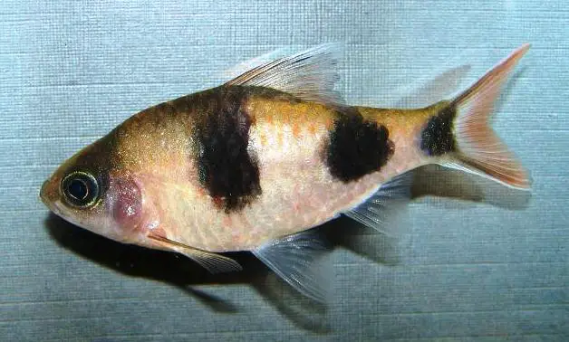 Dawkinsia arulius (Puntius arulius) — Seriously Fish