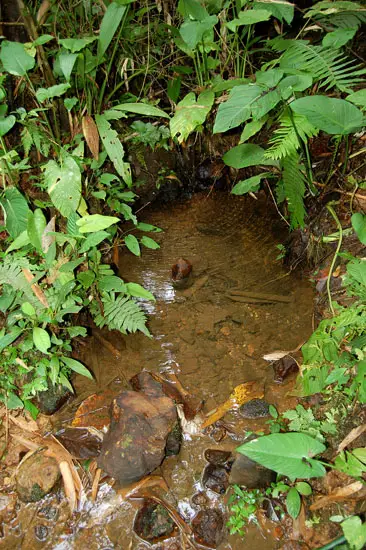 Barbodes everetti (Puntius everetti, Systomus everetti) — Seriously Fish