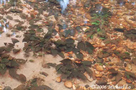 Barbodes kuchingensis – False Spanner Barb (Puntius kuchingensis ...