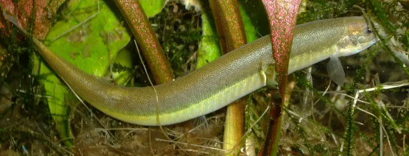 Pangio sp. ‘PAN02’ — Seriously Fish