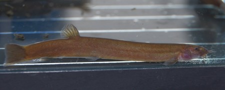 Pangio oblonga – Black Kuhli Loach (Cobitis oblonga, Acanthophthalmus ...