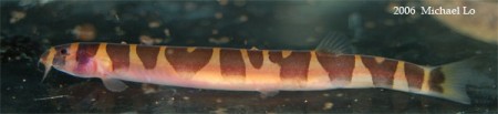Pangio semicincta – ‘Kuhli’ Loach (Acanthophthalmus semicinctus, Pangio ...