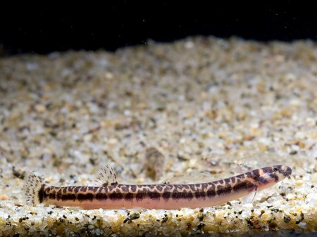 Pangio shelfordii (Acanthophthalmus shelfordii) — Seriously Fish