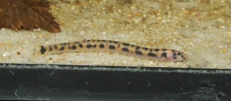 Pangio shelfordii (Acanthophthalmus shelfordii) — Seriously Fish