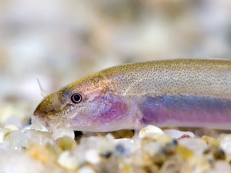 Pangio sp. ‘PAN04’ – Panda Loach — Seriously Fish