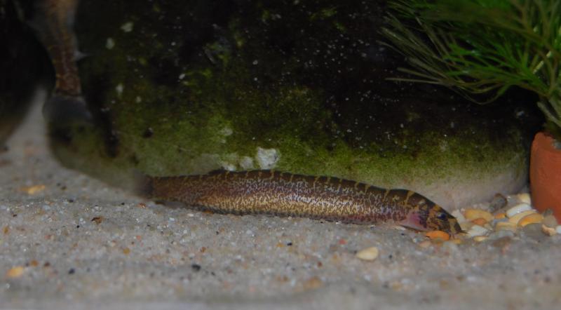 Pangio sp. ‘PAN03’ — Seriously Fish