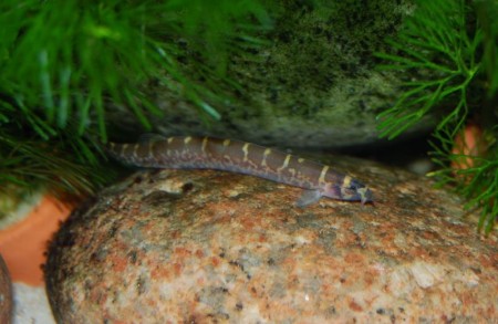 Pangio sp. ‘PAN03’ — Seriously Fish