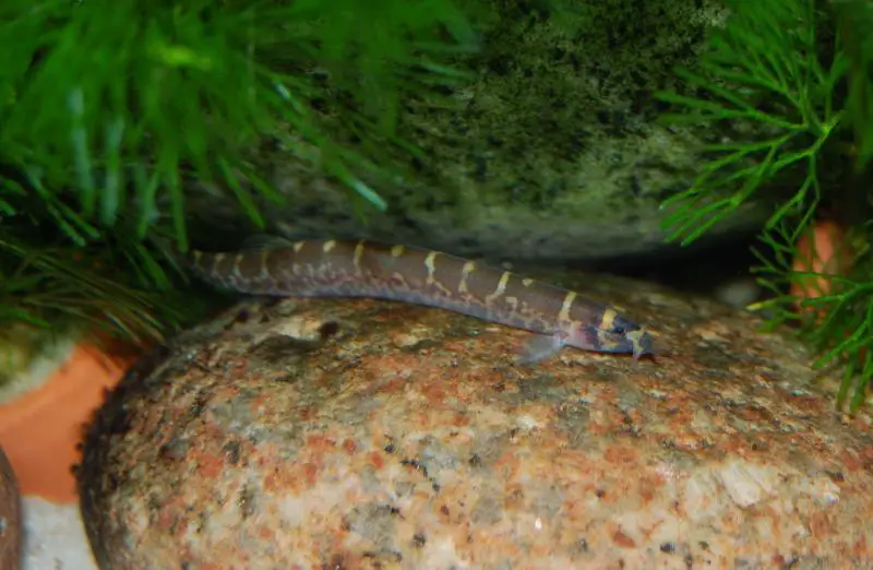 Pangio sp. ‘PAN03’ — Seriously Fish