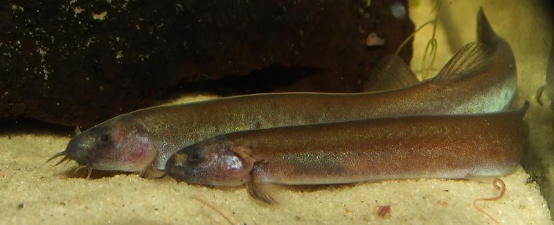 Pangio sp. ‘PAN04’ – Panda Loach — Seriously Fish