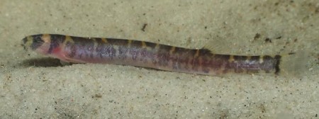 Pangio sp. ‘PAN03’ — Seriously Fish