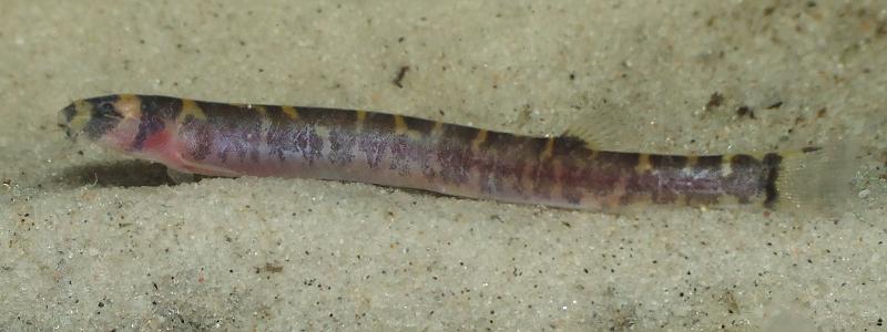 Pangio sp. ‘PAN03’ — Seriously Fish