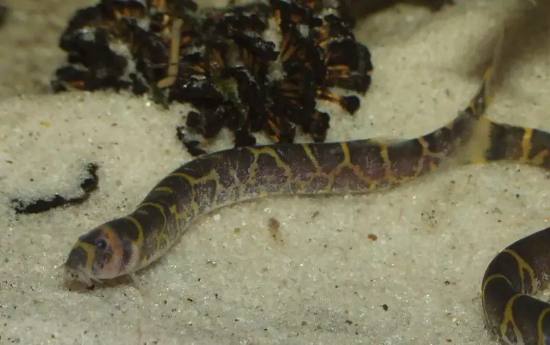 Pangio sp. ‘PAN03’ — Seriously Fish
