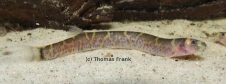 Pangio sp. ‘PAN03’ — Seriously Fish