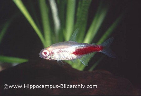 Paracheirodon innesi – Neon Tetra (Hyphessobrycon innesi, Cheirodon ...
