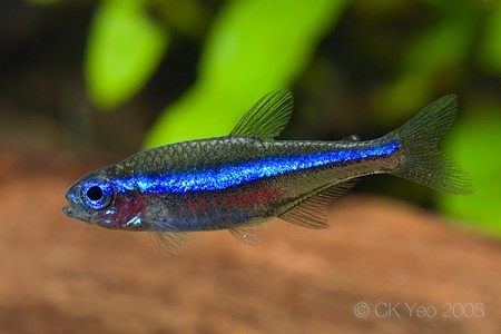 Paracheirodon simulans – Green Neon Tetra (Hyphessobrycon simulans ...