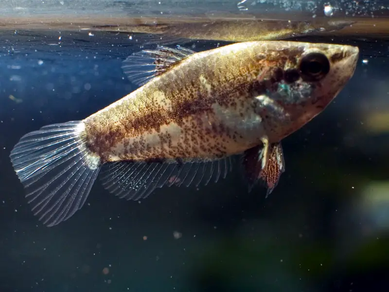 Parasphaerichthys lineatus — Seriously Fish