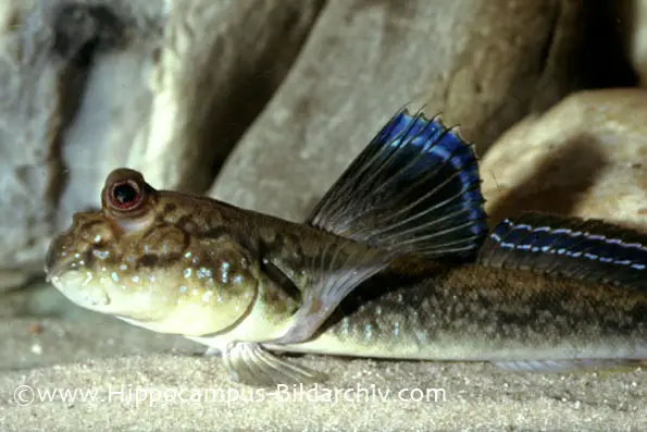 Periophthalmus barbarus (Atlantic Mudskipper) — Seriously Fish